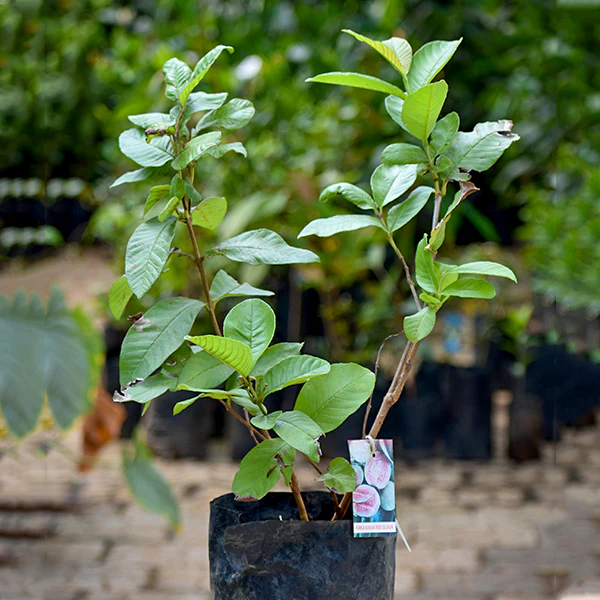 Guava (Psidium guajava) - yourplants.in
